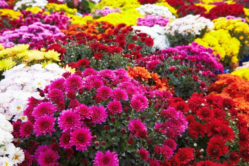 Bukan saja cantik dipandang, rupanya pokok bunga kekwa berguna halau nyamuk, lalat! - I-suke | mStar