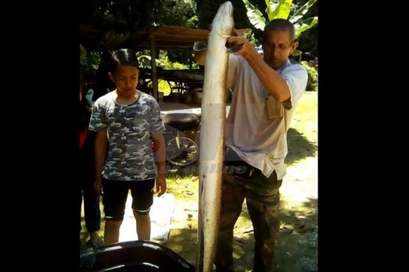 Ikan Ke Ular ni? - Semasa | mStar