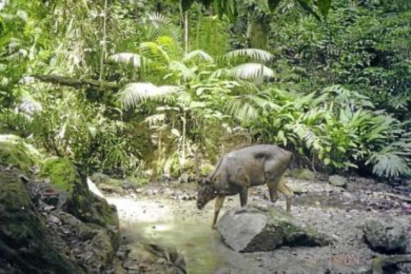 Rusa Sambar Bantu Tingkat Populasi Harimau - Rencana | mStar