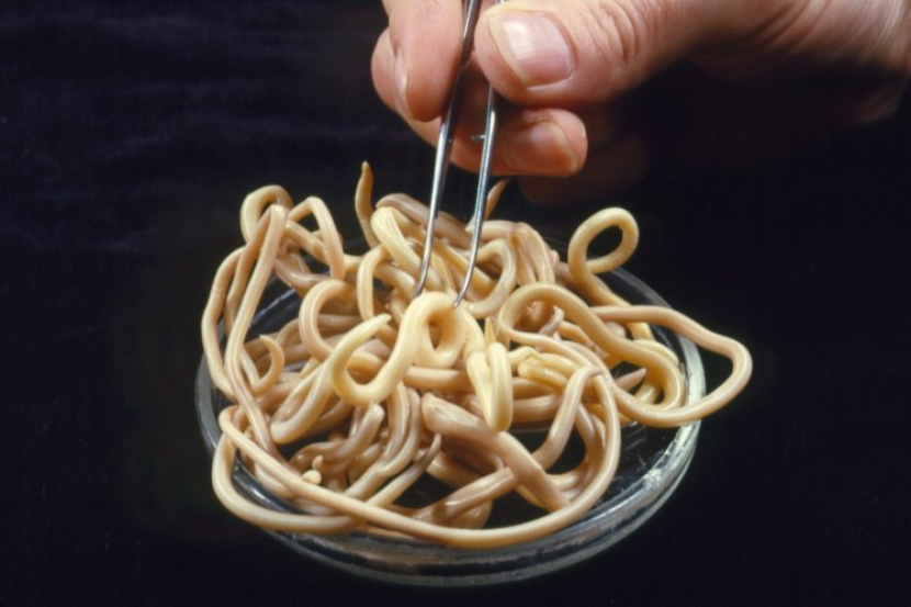 Telur Cacing Parasit Di Pasaran - Dunia | mStar